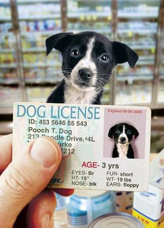 Dog Licenses | Town of Hanson MA